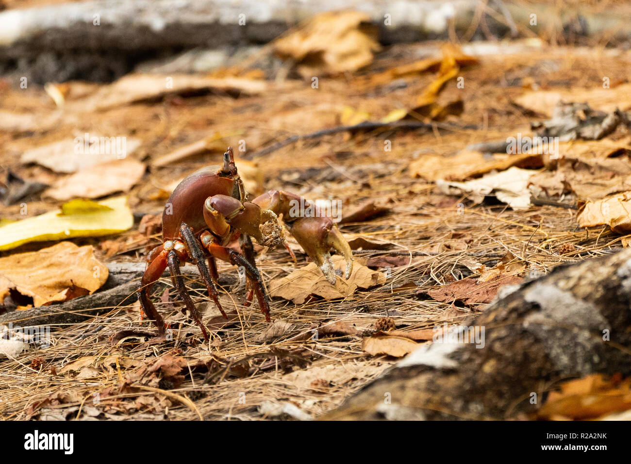 Seychelles Brown Land Crab (Cardisoma carnifex), Gecarcinidae, Chestnut ...