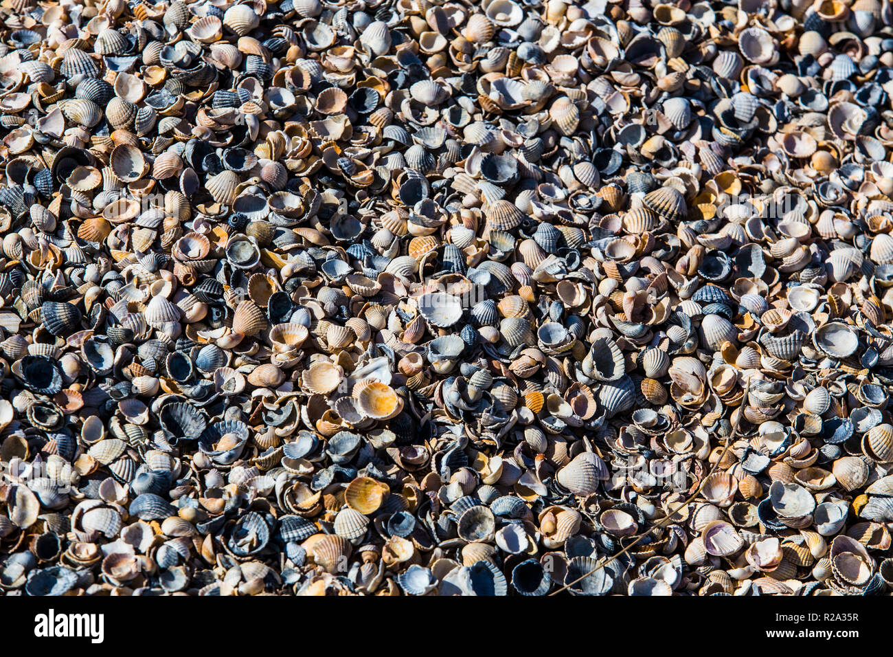 seashells on the sandy beach of the sea close-up, background Stock ...
