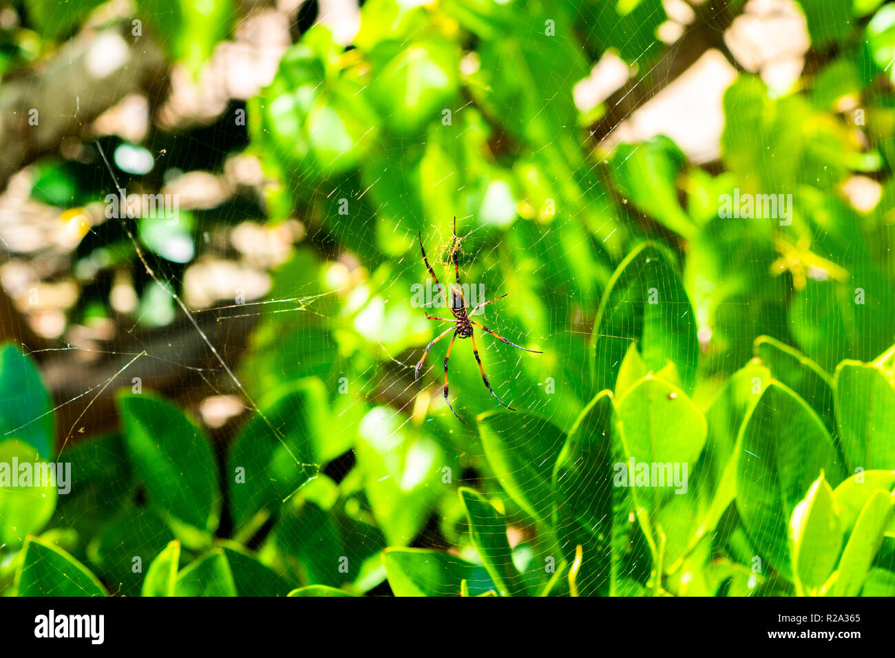 Seychelles Red-legged Golden orb-web spider (Nephila inaurata ...