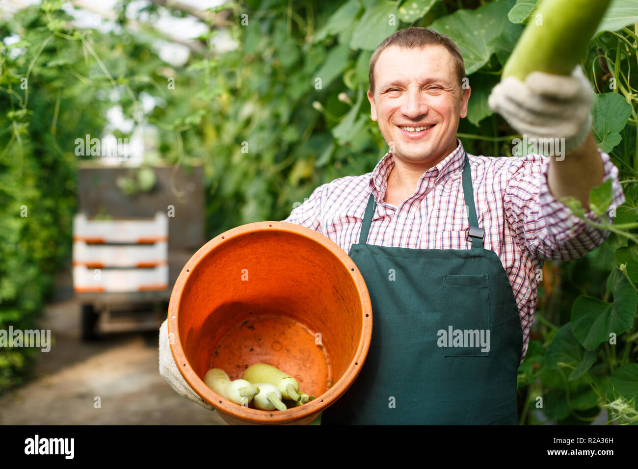 Portrait of adult worker harvesting fresh squash on organic plantation ...
