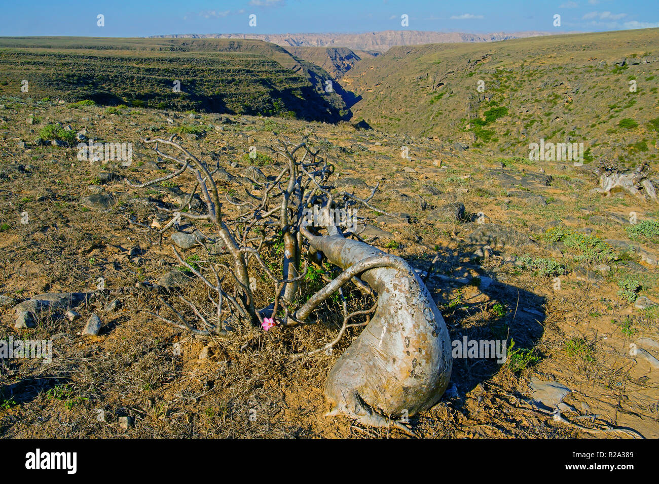 Arift hi-res stock photography and images - Alamy