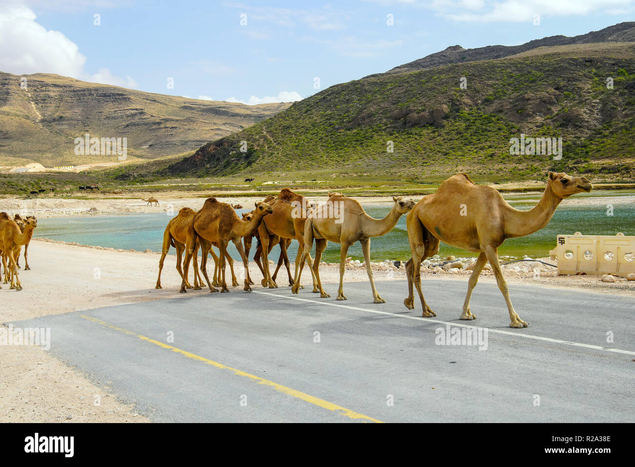 Group of camel crossing asphalt road in Dhofar region, Oman Stock Photo ...