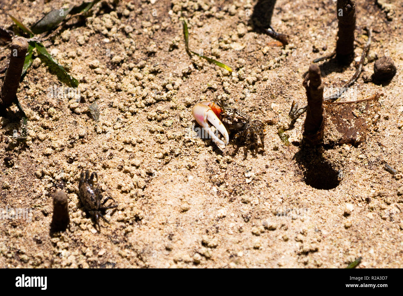 Fiddler crab male in Mangrove swamp with whelk in The Seychelles Stock ...