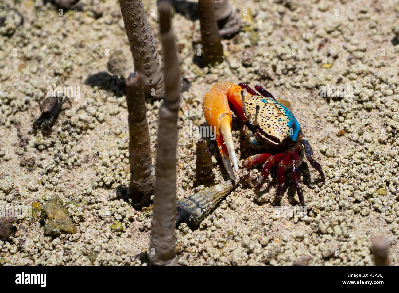 Fiddler crab male in Mangrove swamp with whelk in The Seychelles Stock ...