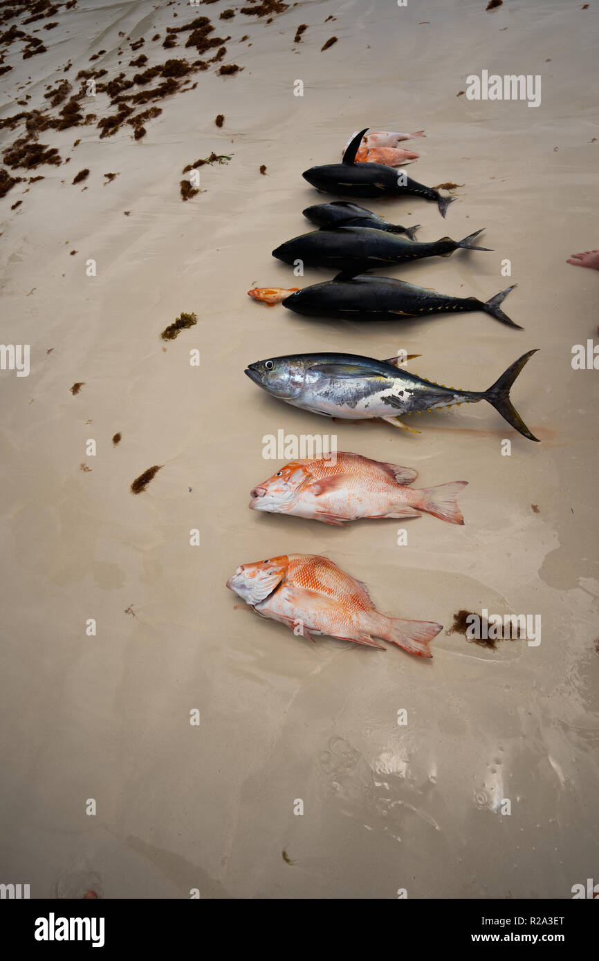 Seychelles Fish on the beach Stock Photo - Alamy