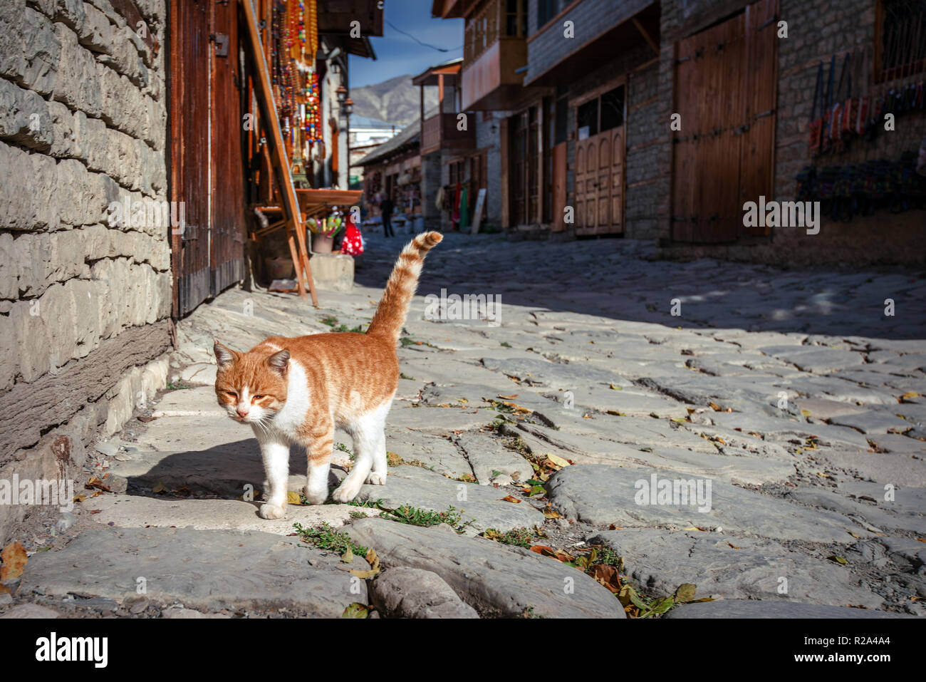 Cute cat on the street Stock Photo - Alamy