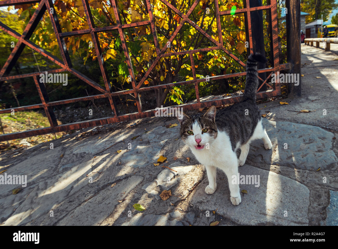 Cute cat on the street Stock Photo - Alamy