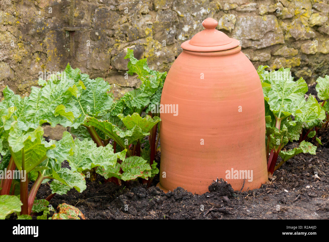 Terracotta rhubarb forcer in a walled vegetable garden in Wales, UK ...