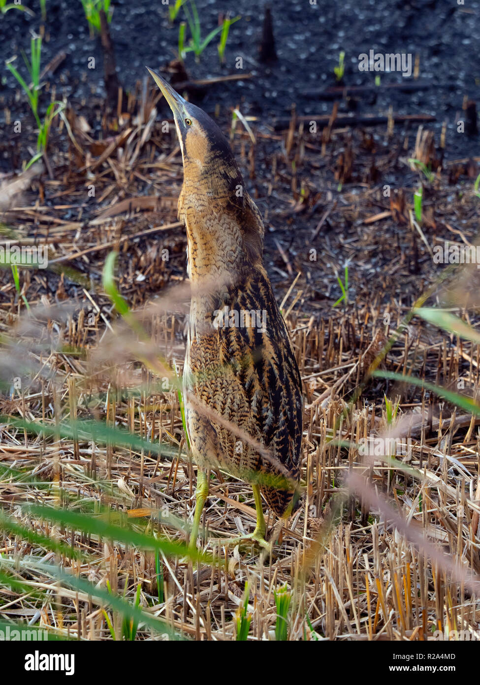 Bittern Botaurus stellaris feeding Minsmere RSPB reserve Suffolk ...