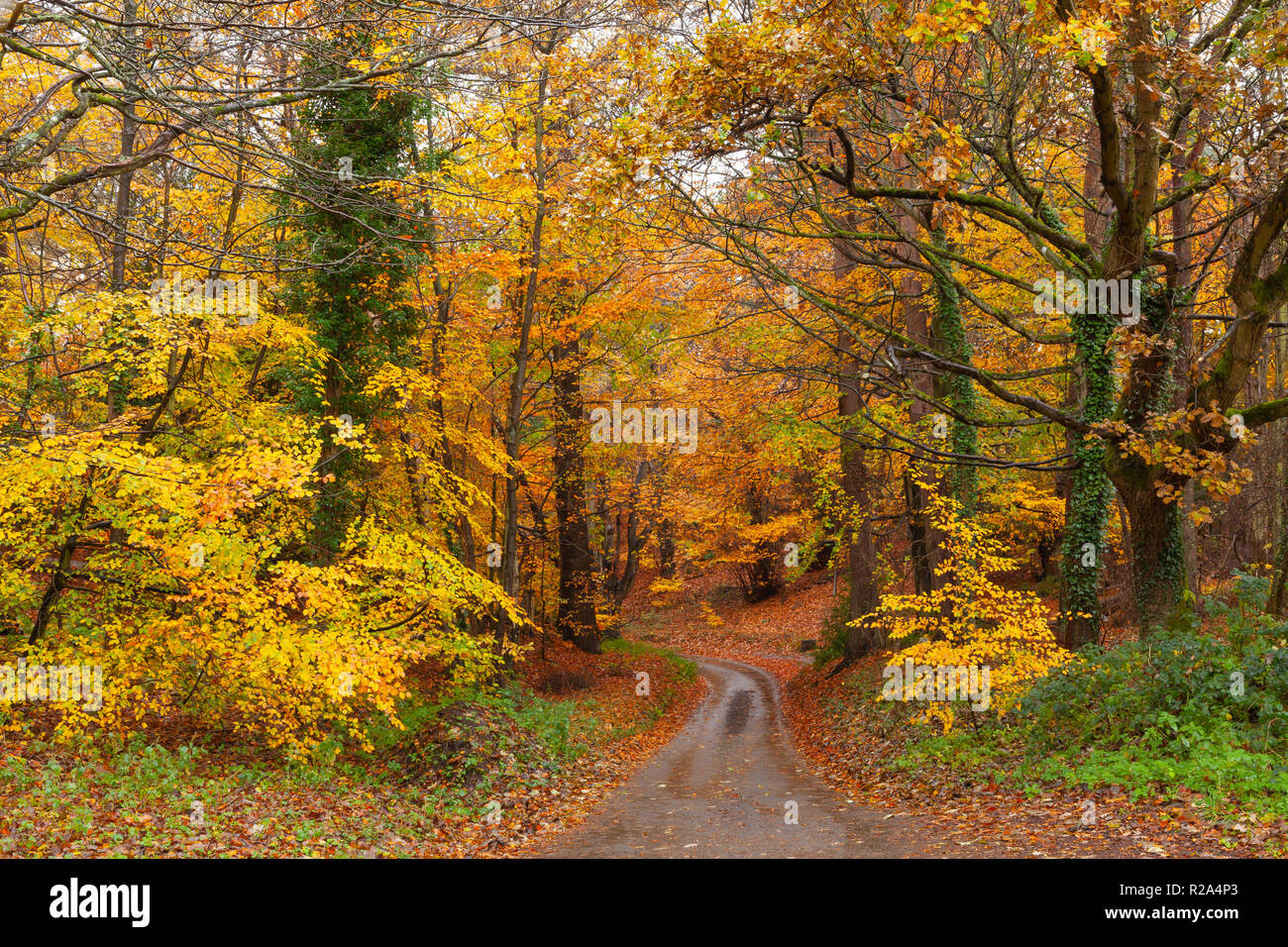 English rain forest hi-res stock photography and images - Alamy