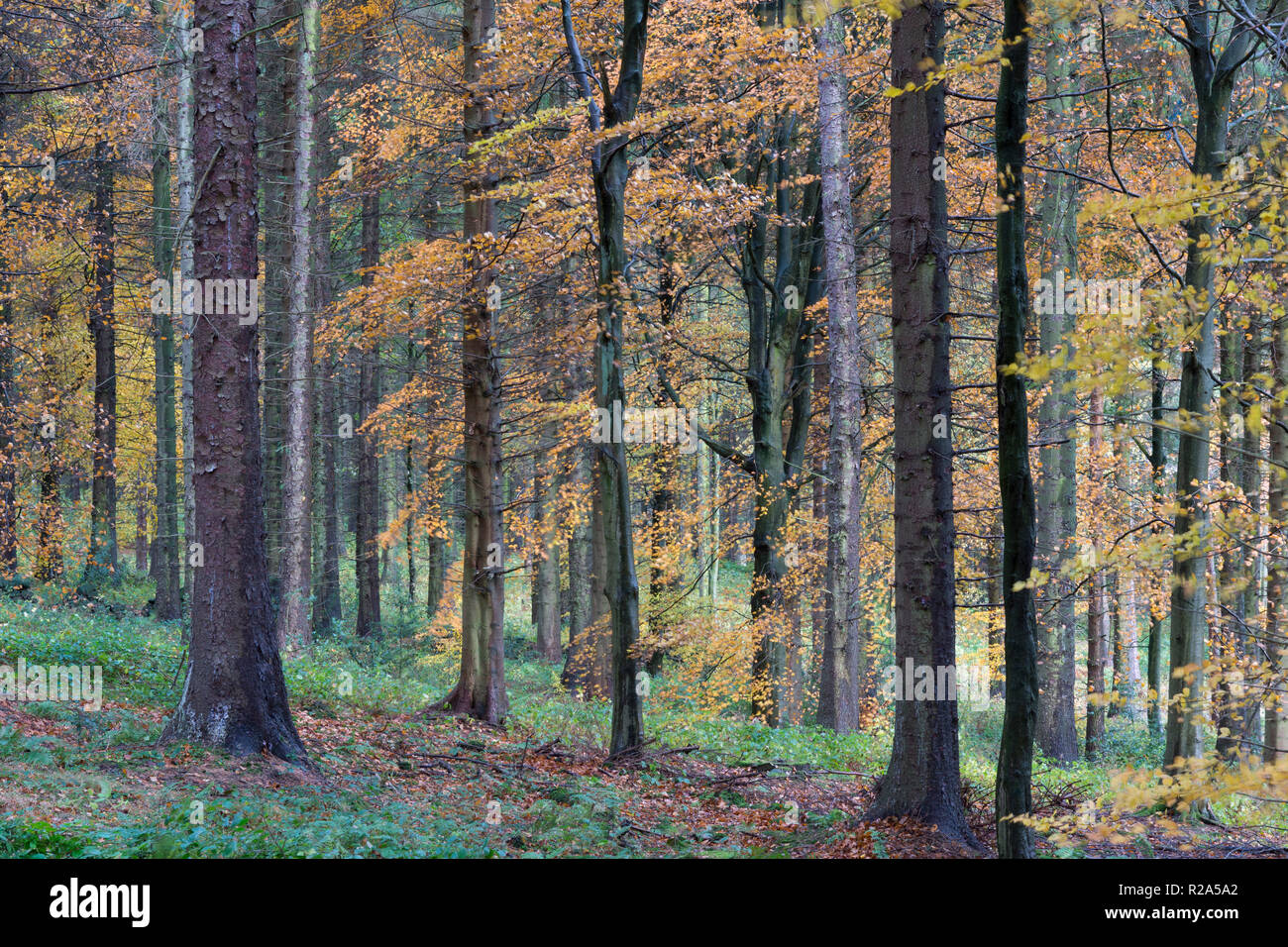 Strines hi-res stock photography and images - Alamy