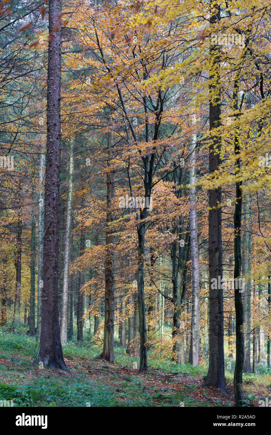 Autumn Woodland - Strines Valley, Sheffield, Peak District, UK Stock ...