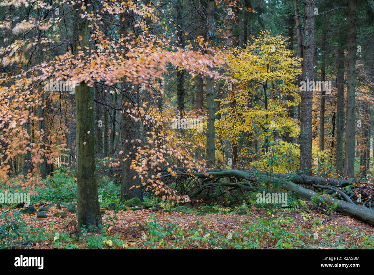 Strines High Resolution Stock Photography and Images - Alamy