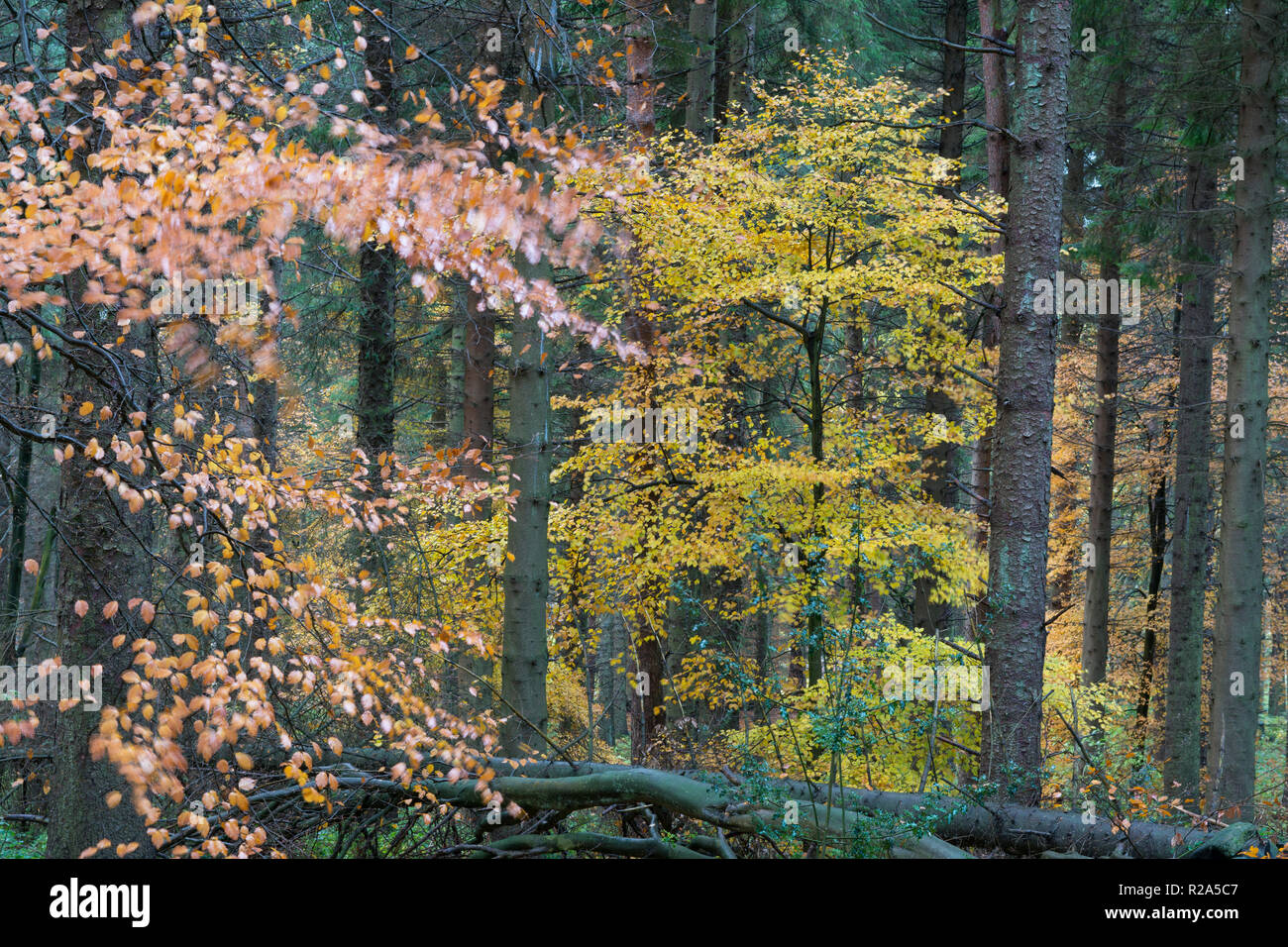 Strines hi-res stock photography and images - Alamy