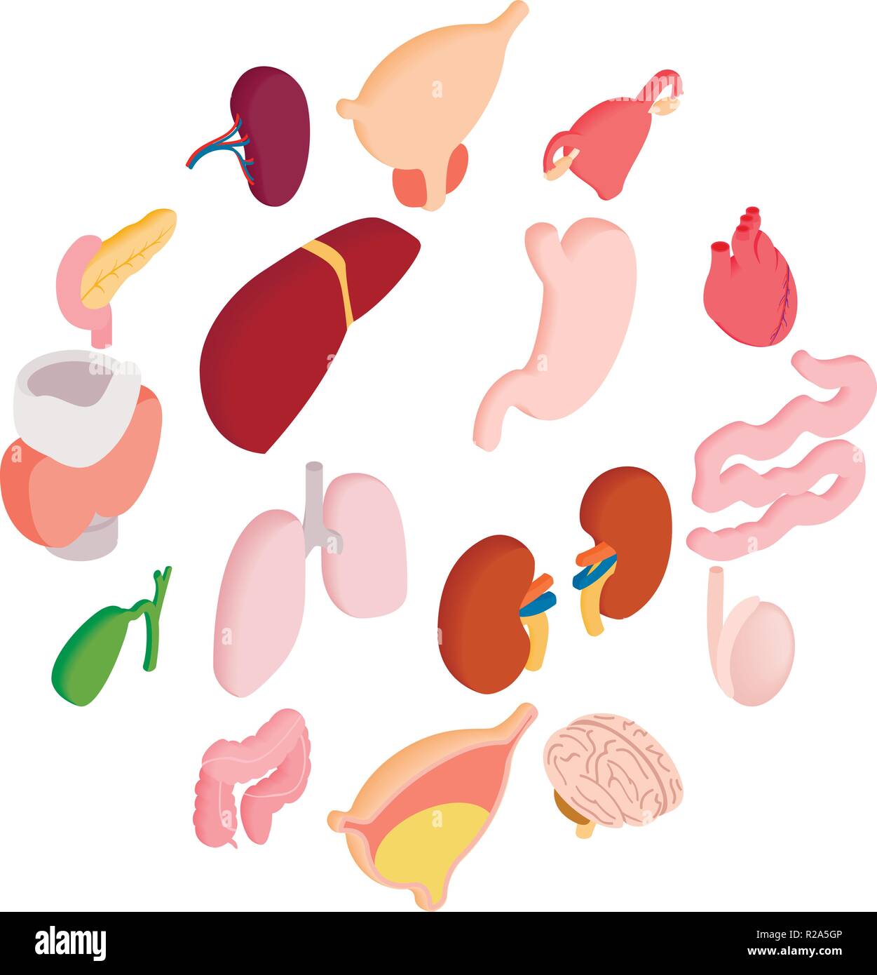 Internal organs isometric 3d icons isolated on white background Stock ...