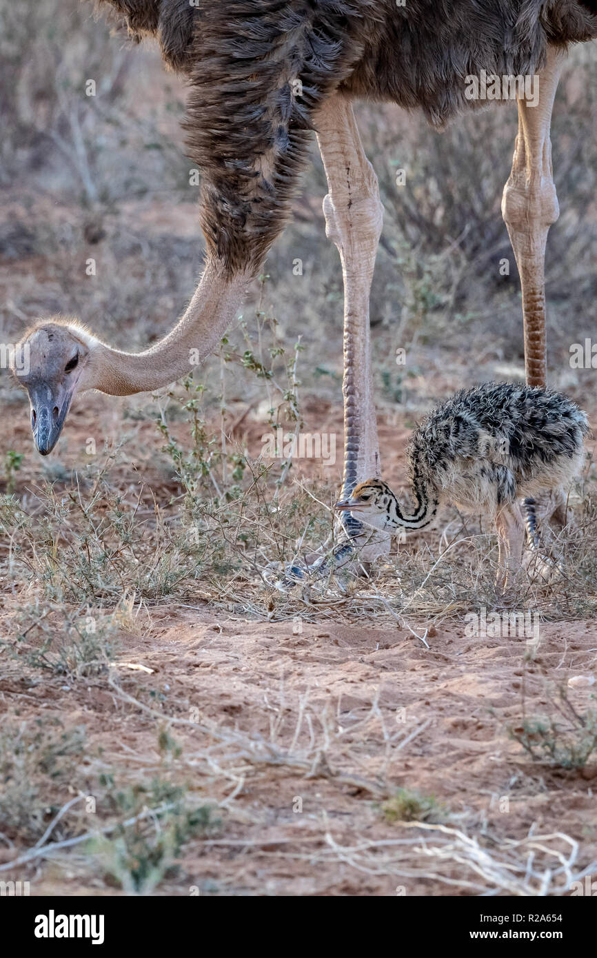 Female and chick Common ostrich (Struthio camelus) in Kenya, eastern ...