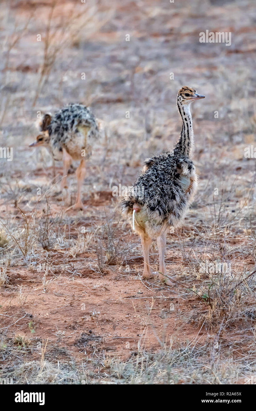 Common ostrich chicks (Struthio camelus) in Kenya, eastern Africa Stock ...