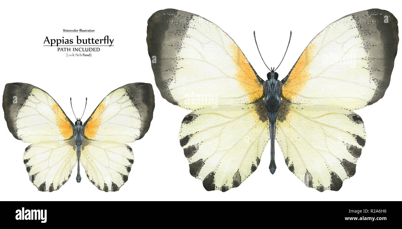 Watercolor realistic biological art illustration appias butterfly ...
