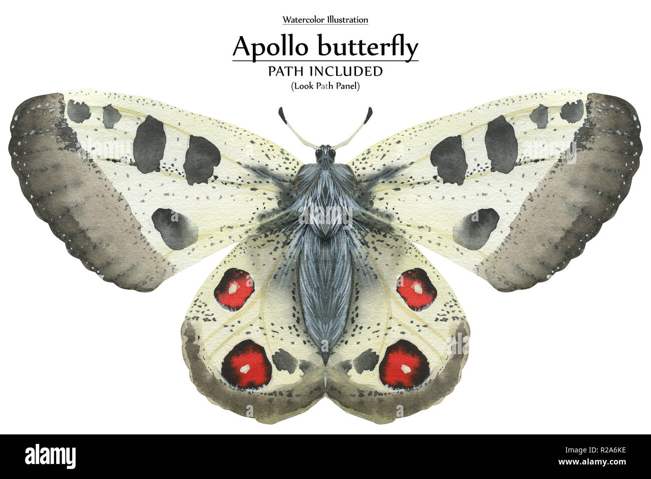 White butterfly Apollo by watercolor. Realistic illustration of wild ...