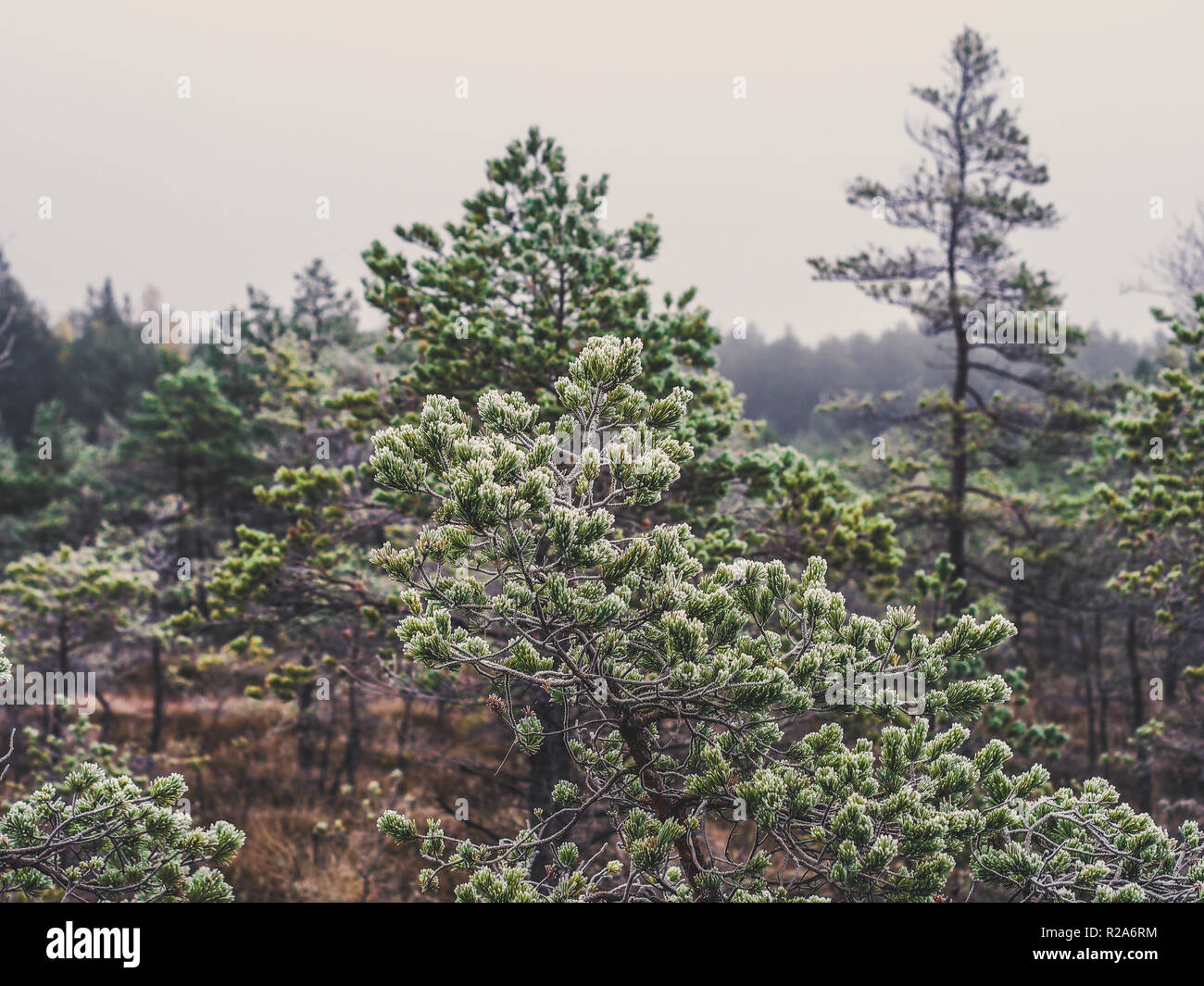 Pine Trees in Field of Kemeri moor in Latvia on a Cold Winter Morning ...