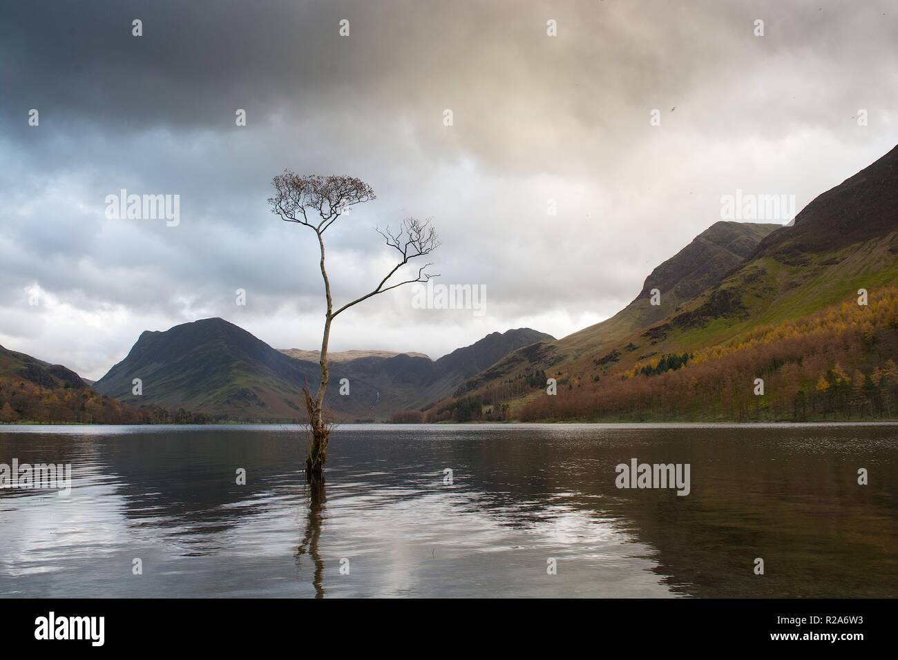 Lone tree buttermere hi-res stock photography and images - Alamy