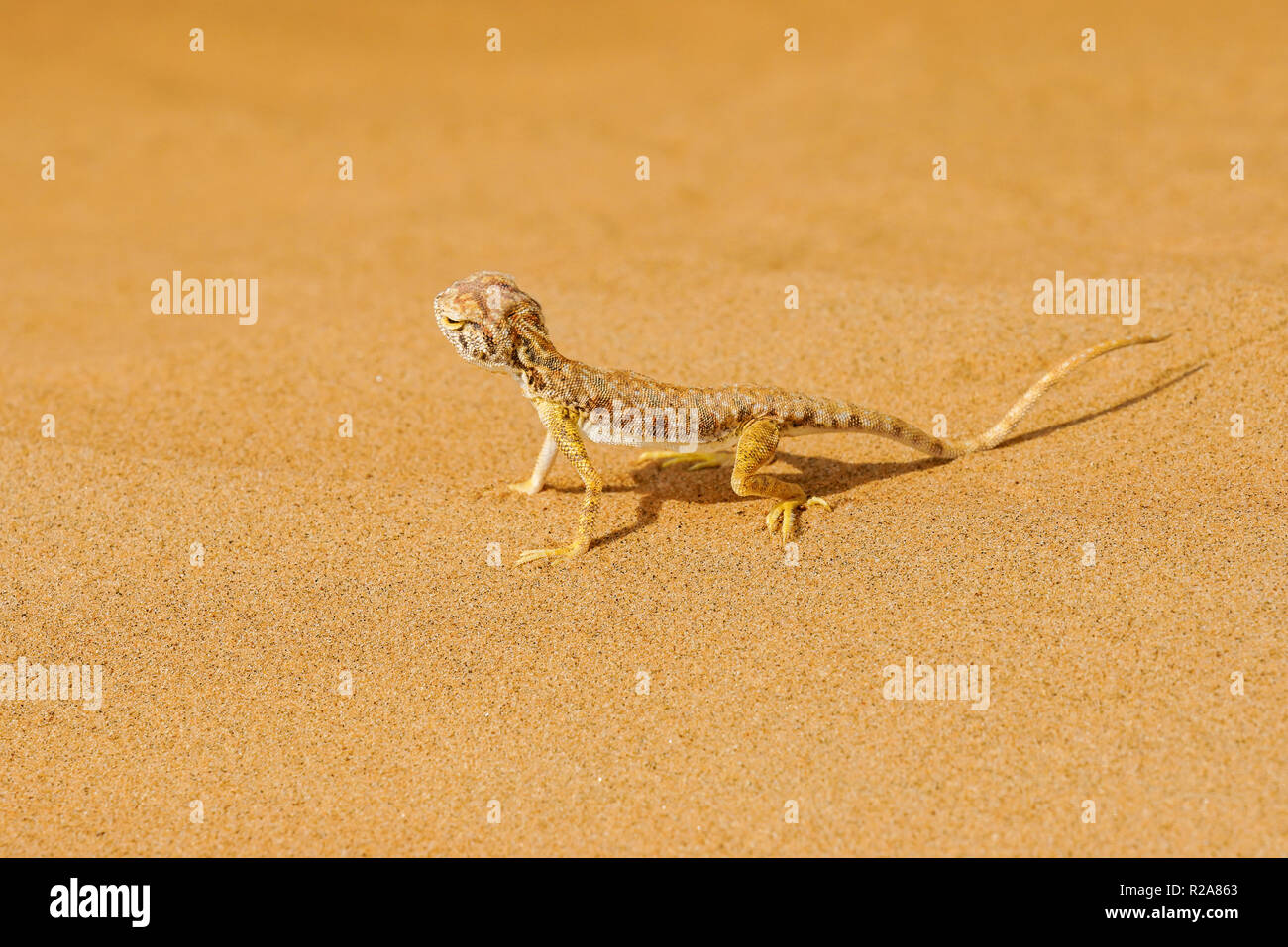 Curious lizard on sand dune in Wahiba Desert, Sultanate of Oman Stock ...