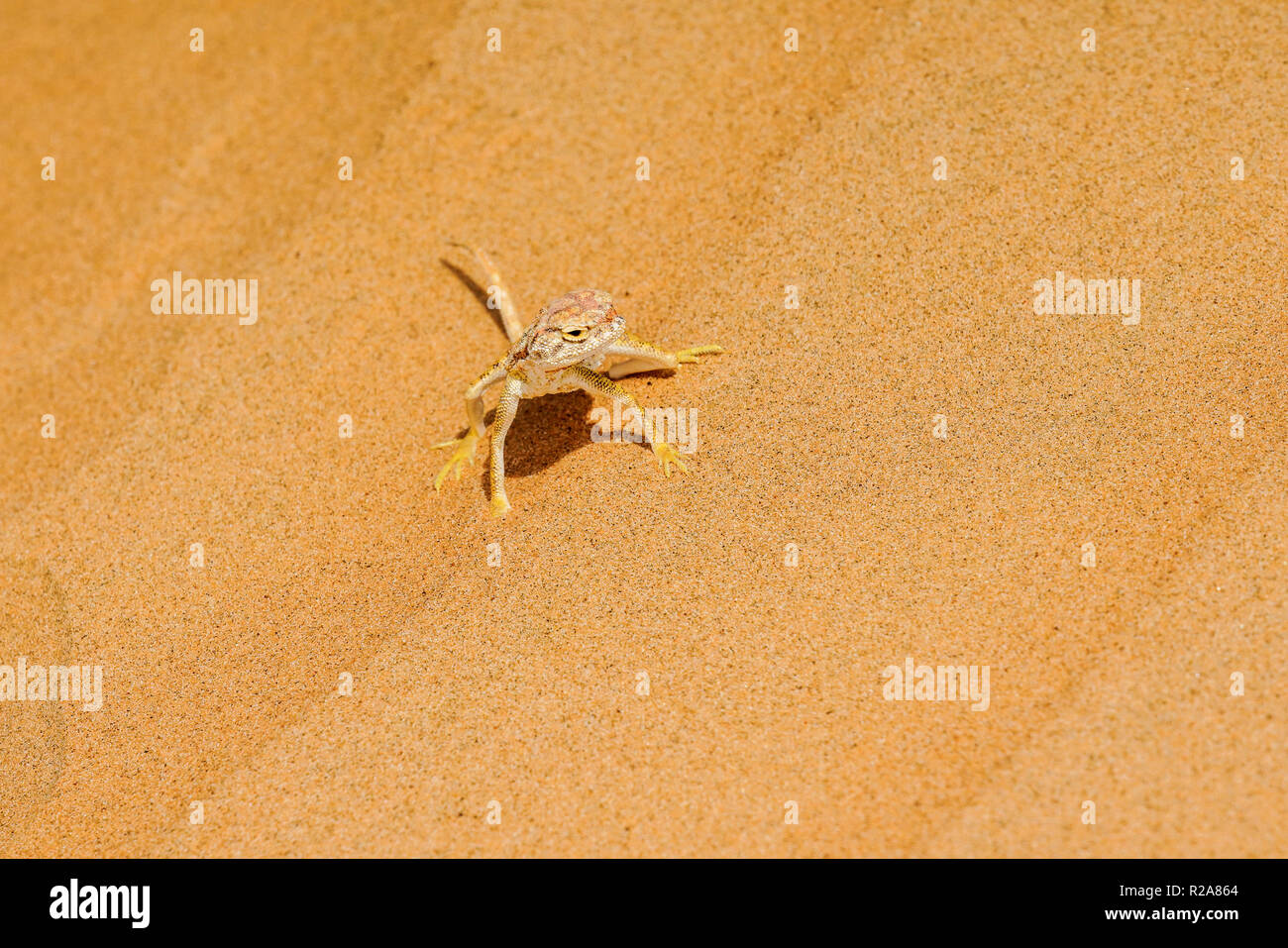 Curious lizard on sand dune in Wahiba Desert, Sultanate of Oman Stock ...