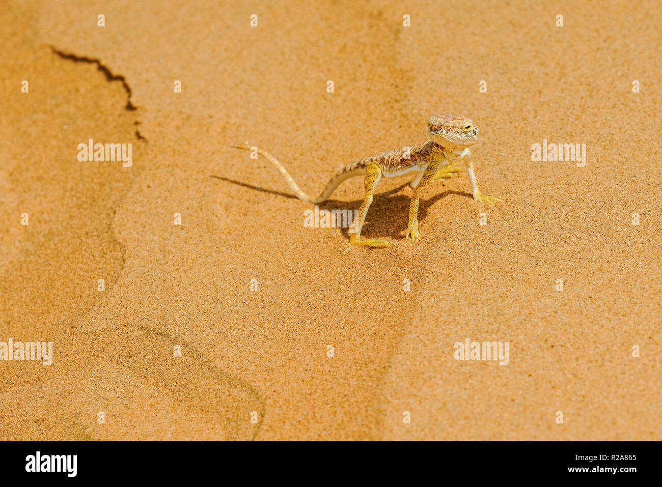 Curious lizard on sand dune in Wahiba Desert, Sultanate of Oman Stock ...
