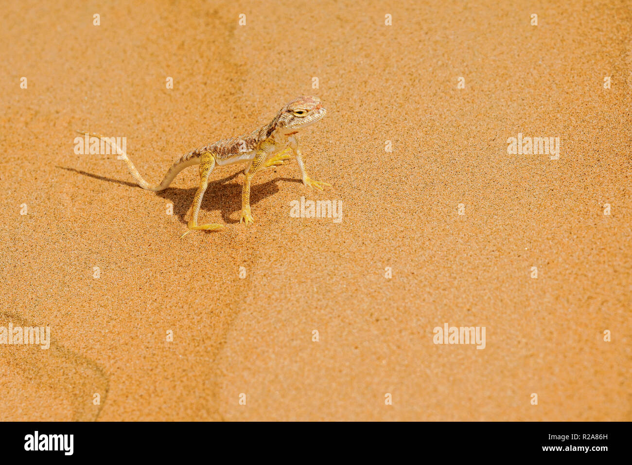 Curious lizard on sand dune in Wahiba Desert, Sultanate of Oman Stock ...