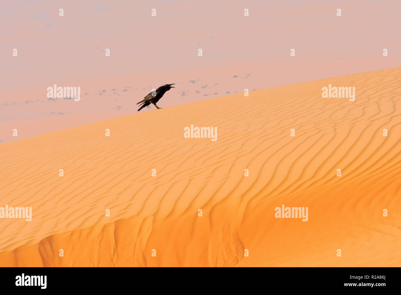 Black Ccrow screaming standing on sand dune in Wahiba desert, Sultanate ...