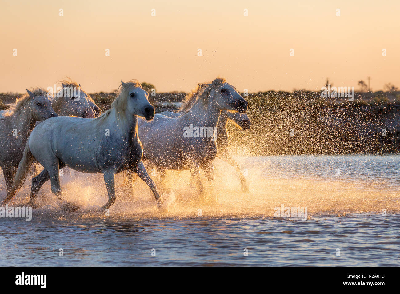 Wild Horses Running In Water