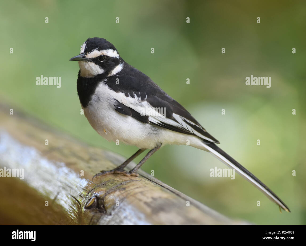 African wagtail hi-res stock photography and images - Alamy