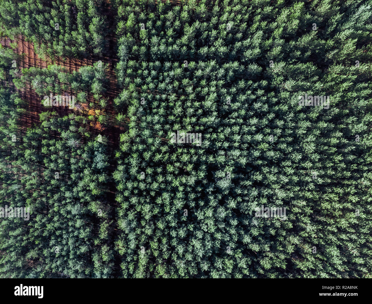 Aerial view of evergreen man planted pine foret. Straighr rows of trees ...