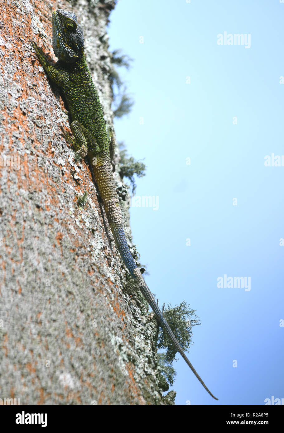 A male blue headed tree agama (Acanthocercus atricollis) also known as ...