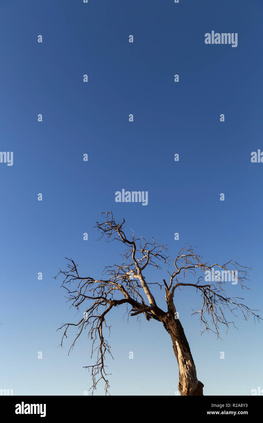 Deforestation Vertical Stock Photos & Deforestation Vertical Stock ...