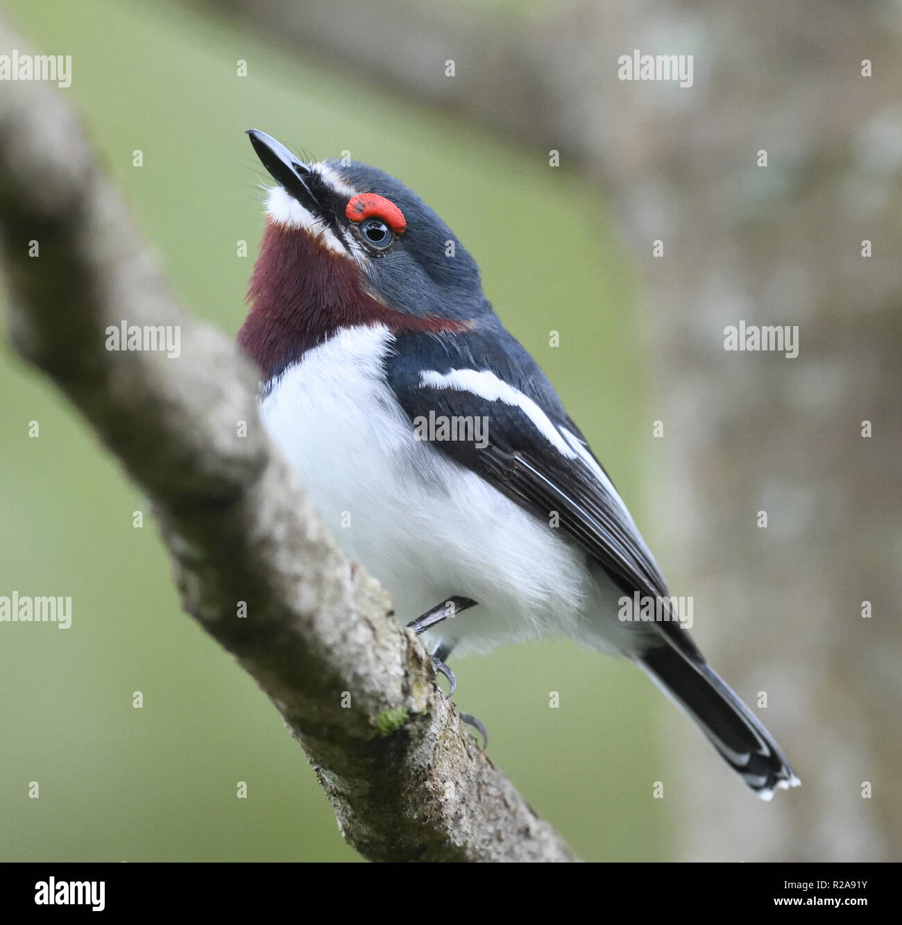 A female brown-throated wattle-eye (Platysteira cyanea). Bwindi ...