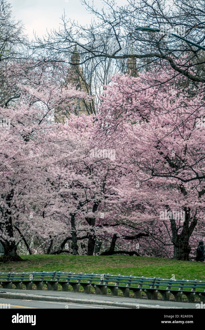 Cherry trees in Bloom in Central Park, New York City, spring Stock ...