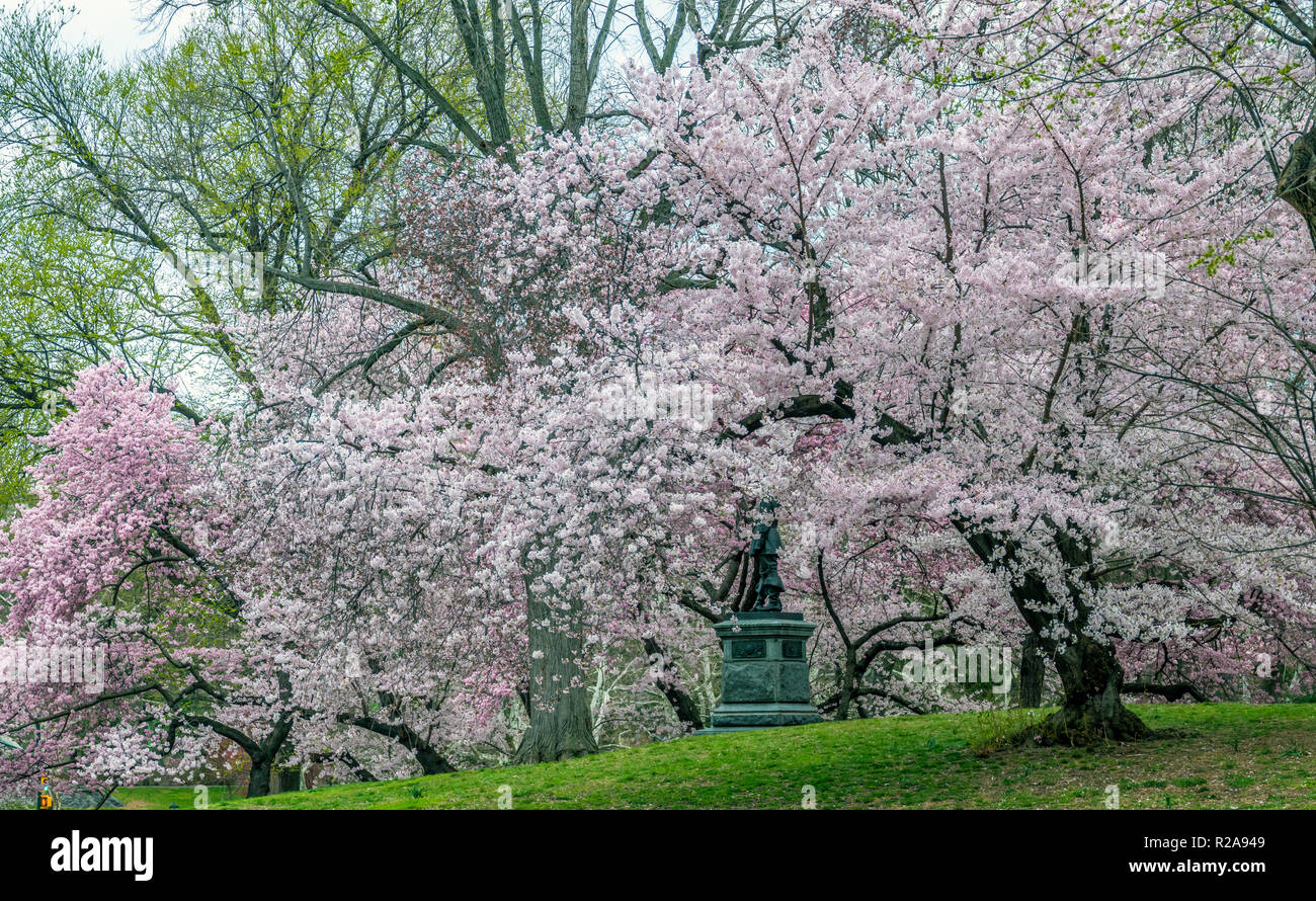 Cherry trees in Bloom in Central Park, New York City, spring Stock ...