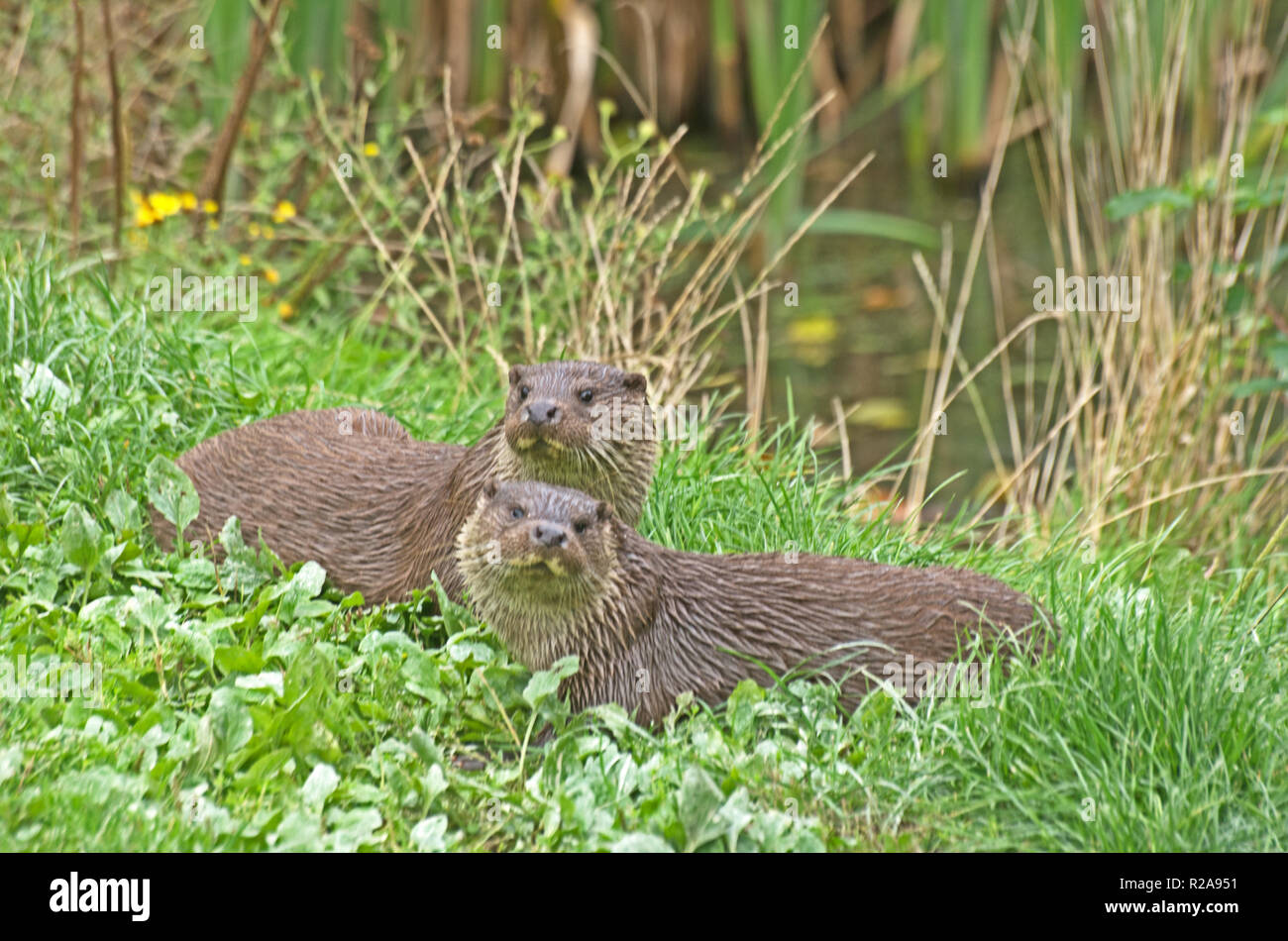 BRITISH OTTER Lutra Lutra UK Captive Stock Photo - Alamy