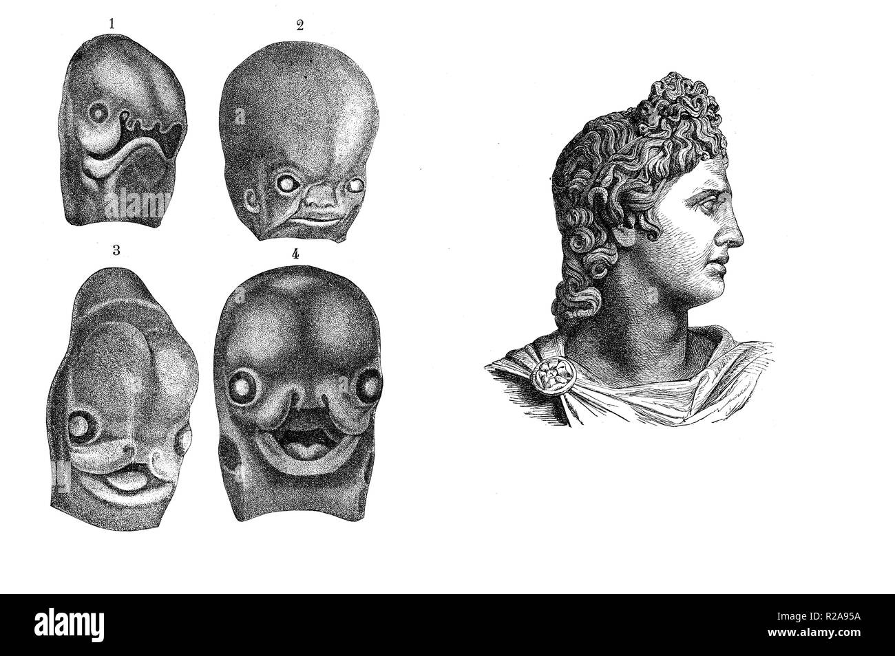 Human embryo development hi-res stock photography and images - Alamy