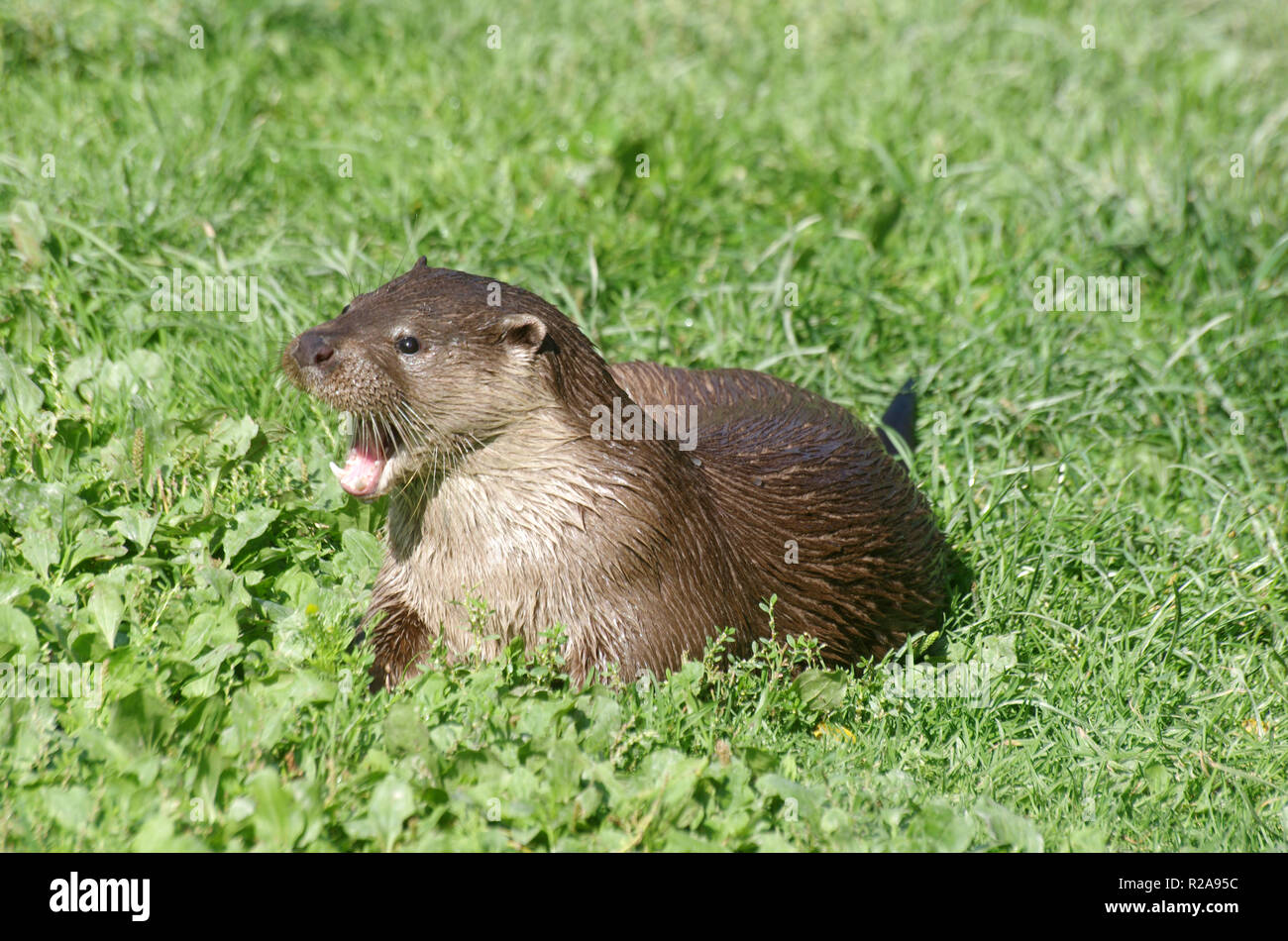 Luta lutra hi-res stock photography and images - Alamy