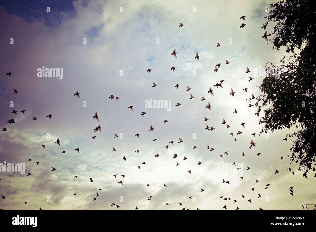 Swarm of birds hi-res stock photography and images - Alamy