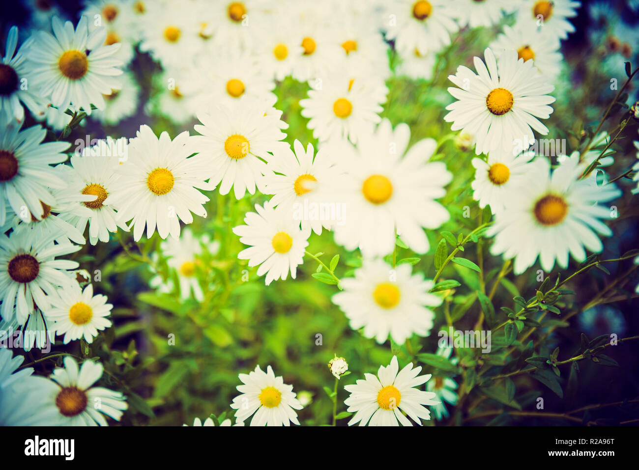 Marguerite Flowers Blossoms Stock Photo - Alamy