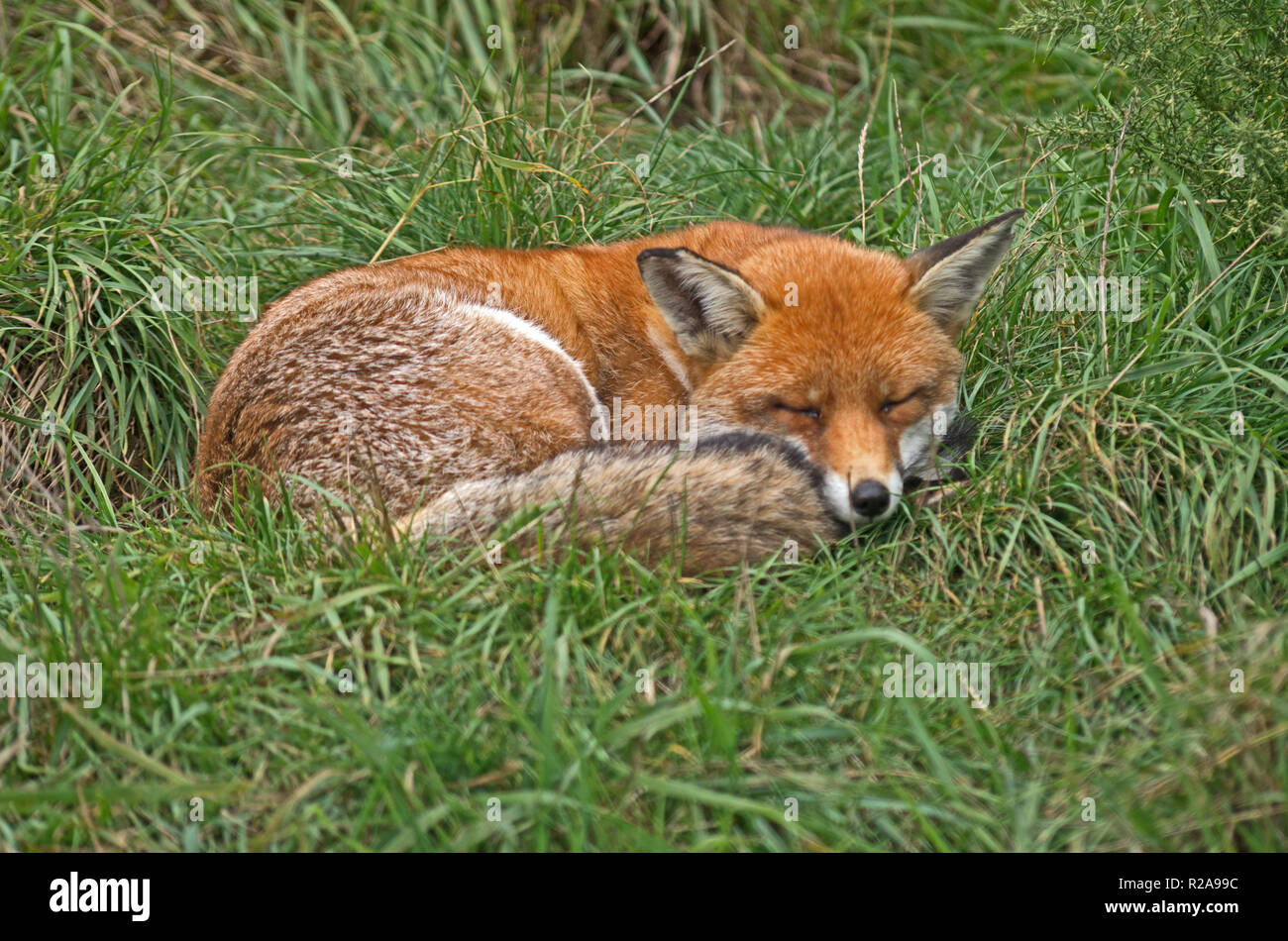 RED FOX Vulpes Vulpes Sleeping UK Captive Stock Photo - Alamy