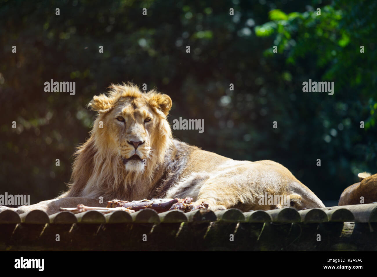 Male lion photo hi-res stock photography and images - Alamy