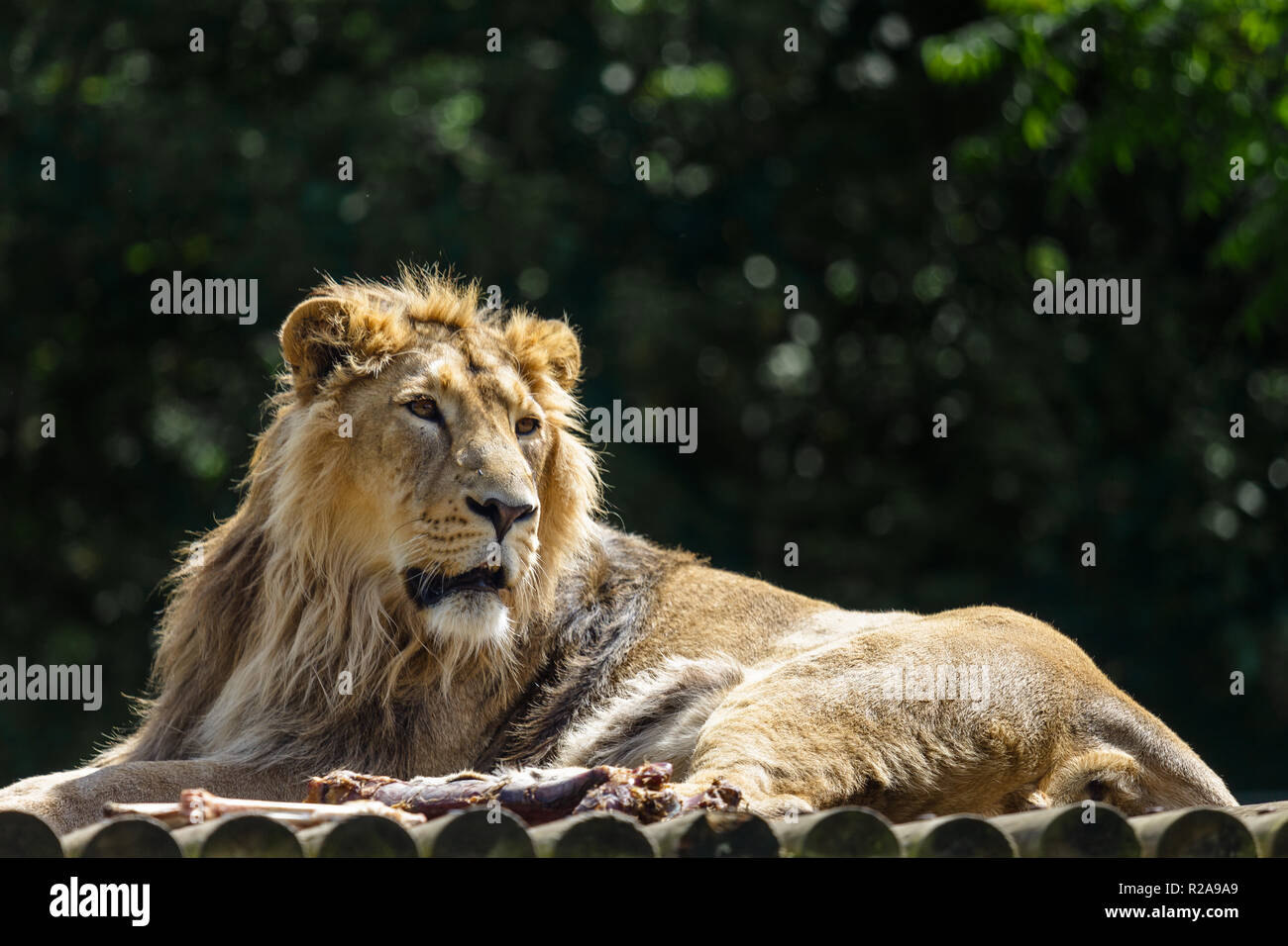 Male lion photo hi-res stock photography and images - Alamy
