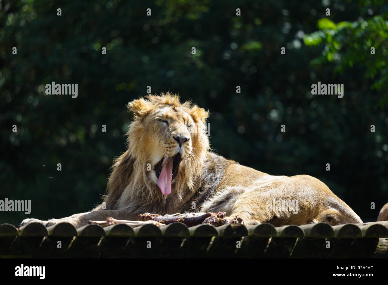 Male lion photo hi-res stock photography and images - Alamy