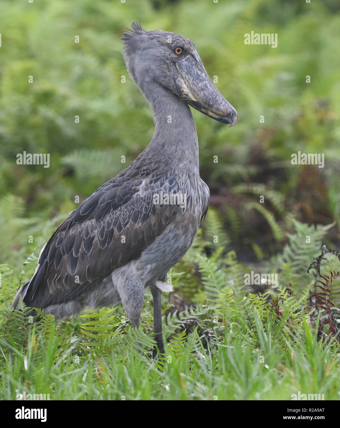 A Shoebill (Balaeniceps rex) resting among vegetation in Mabamba Swamp ...