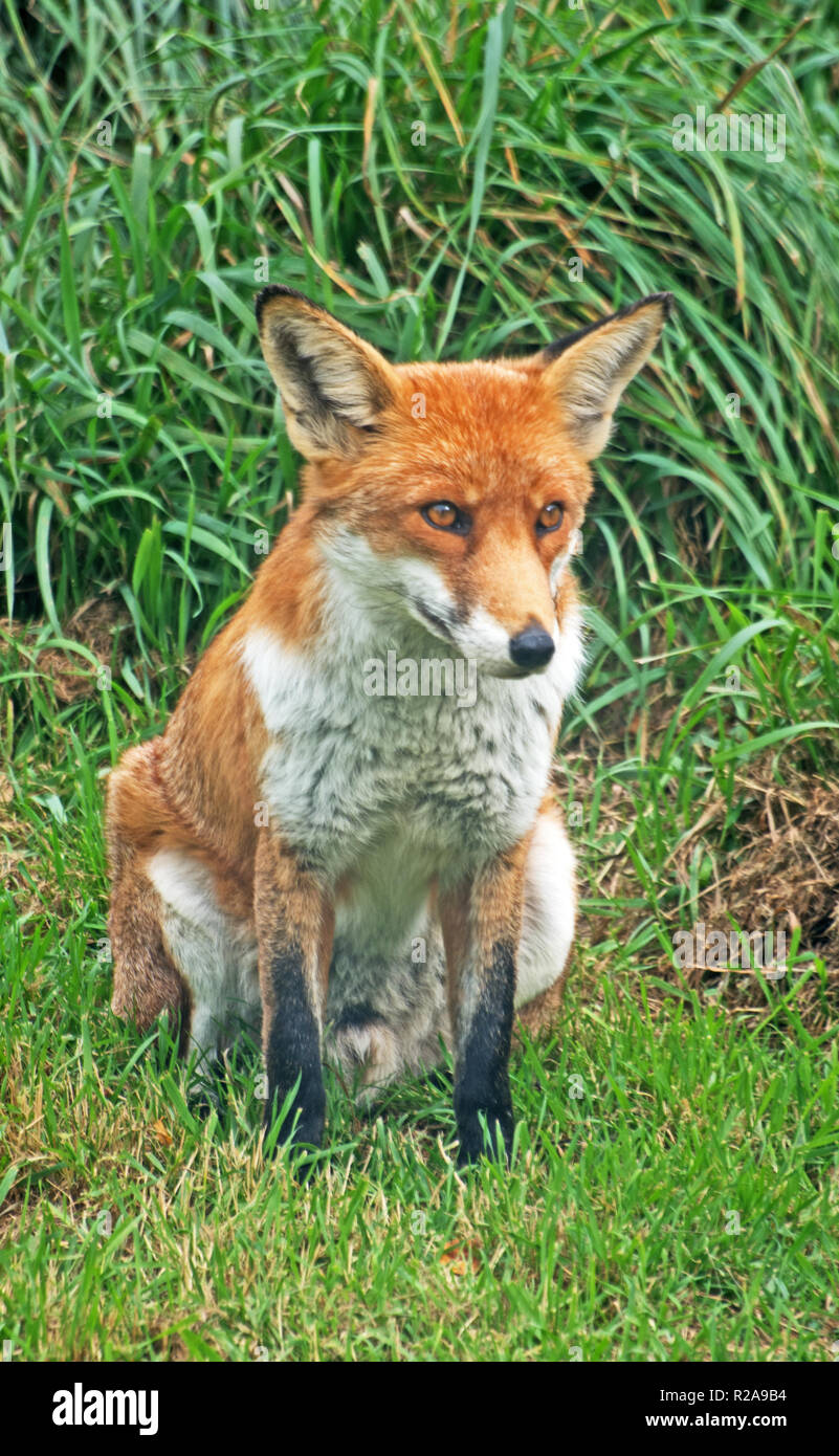 RED FOX Vulpes Vulpes Sit UK Captive Stock Photo - Alamy
