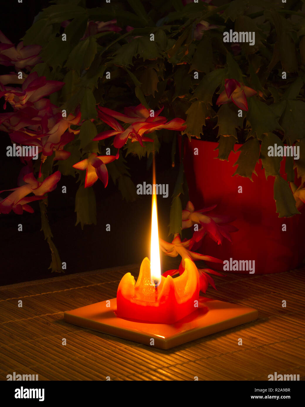 The flame of a red candle illuminates the christmas cactus on a bamboo ...